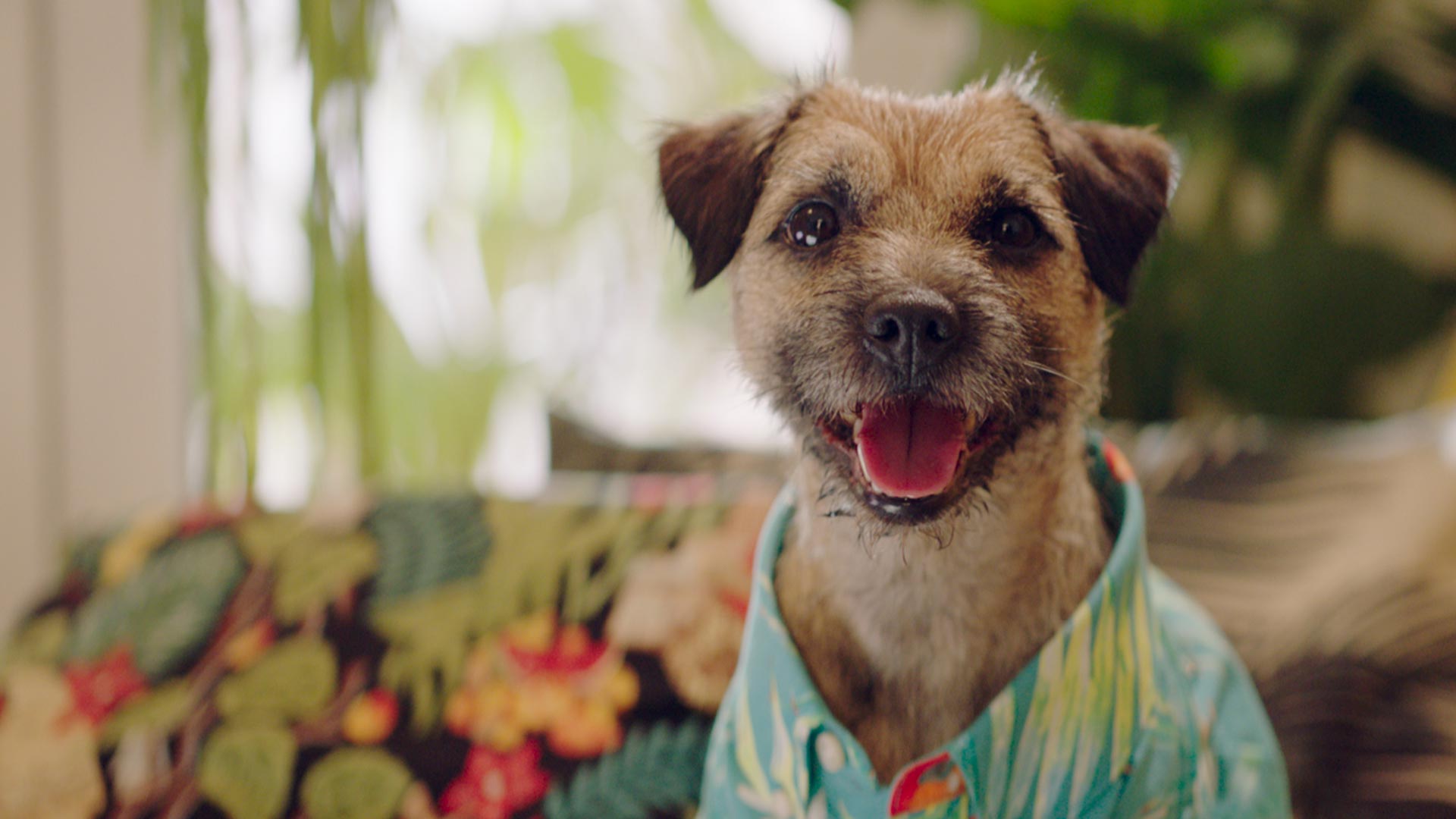 Customer Service | theAA.ie